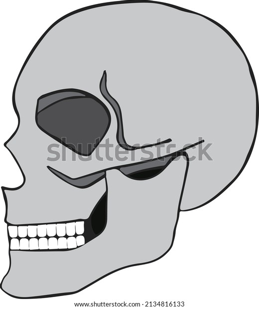 Vector Illustration Sideways Skeleton Stock Vector (Royalty Free ...