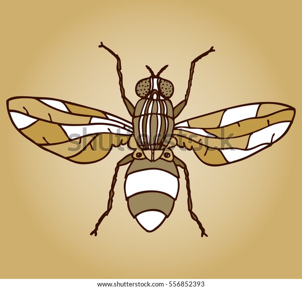 Vector Illustration Simple Fly Sketch Neutral Stock Vector (Royalty ...