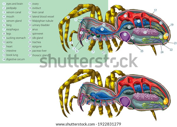 Vector Illustration Simplified Internal Anatomy Spider Stock Vector ...
