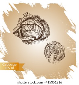 Vector Illustration Sketch Cabbage Stock Vector (Royalty Free ...