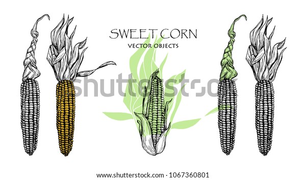 Vector Illustration Sketch Drawing Sweet Corn Stock Vector (Royalty ...