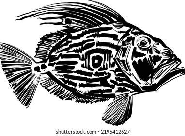 Vector Illustration Sketch John Dory Fish Stock Vector (Royalty Free ...