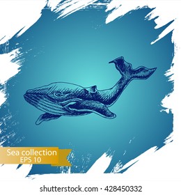 Person Swims Whale Sharks Known Butanding Stock Vector (Royalty Free ...
