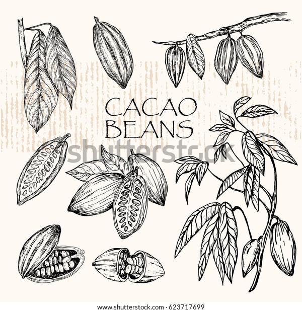 Vector Illustration Sketched Hand Drawn Cacao Stock Vector (Royalty ...