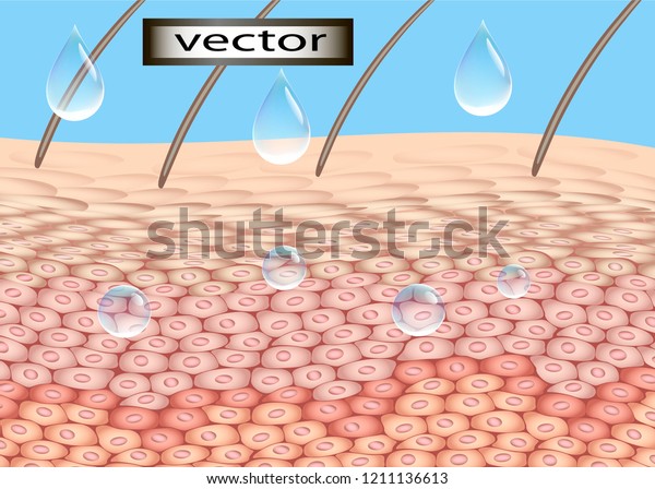 Vector Illustration Skin Hydration Cellular Level Stock Vector (Royalty ...
