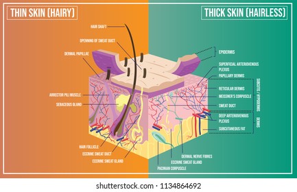 Vector Illustration Skin Structure Anatomy Stock Vector (Royalty Free ...