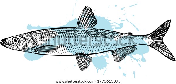 Vector Illustration Smelt Fish Stock Vector (Royalty Free) 1775613095 ...
