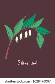 Vector Illustration Solomon Seal Illustration Color Stock Vector ...
