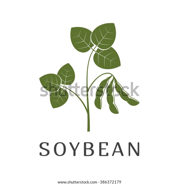 Vector Illustration Soybean Plant Isolated On Stock Vector (Royalty ...