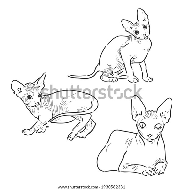 Vector Illustration Sphynx Cat Liner Isolated Stock Vector (Royalty ...