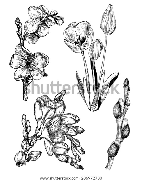 Vector Illustration Spring Flowers Sketch Style Stock Vector (Royalty ...