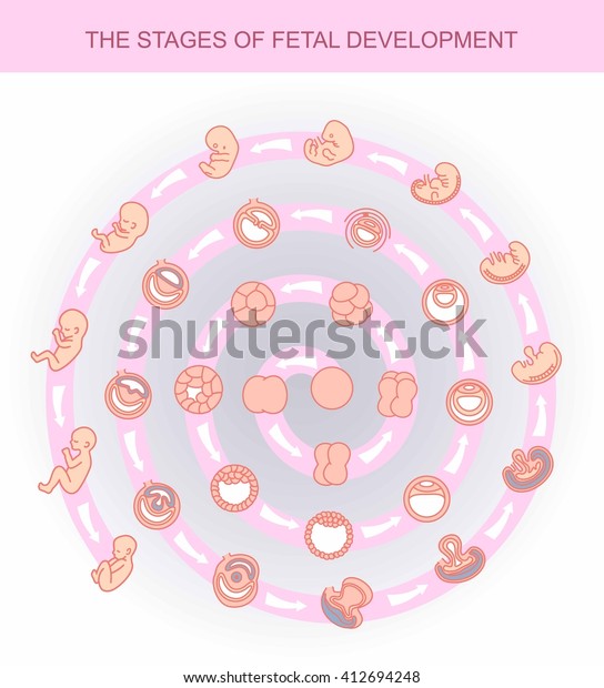 Vector Illustration Stages Fetal Development Isolated Stock Vector ...