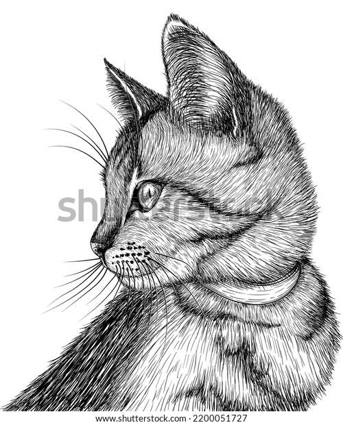Vector Illustration Striped Cat Engraving Style Stock Vector (Royalty ...