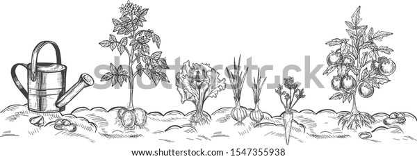 Vector Illustration Summer Garden Farm Patch Stock Vector (Royalty Free ...