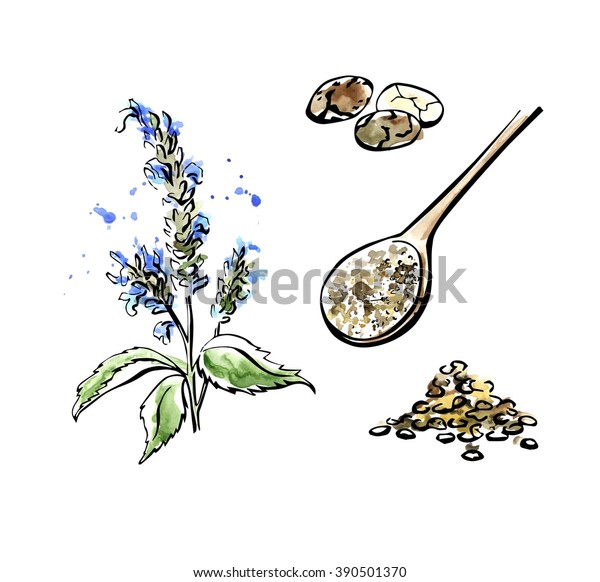 Vector Illustration Super Food Chia Seeds Stock Vector (Royalty Free ...