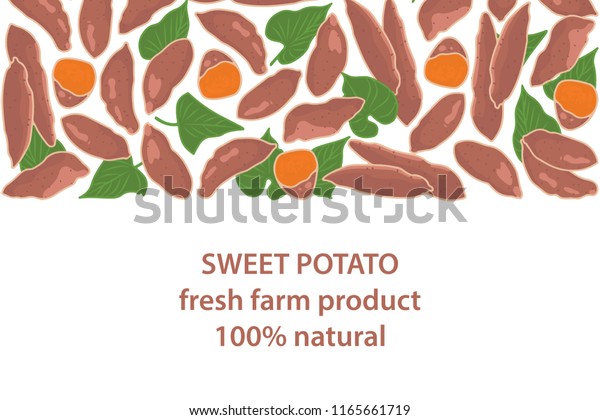 Vector Illustration Sweet Potato Leaf Design Stock Vector (Royalty Free ...