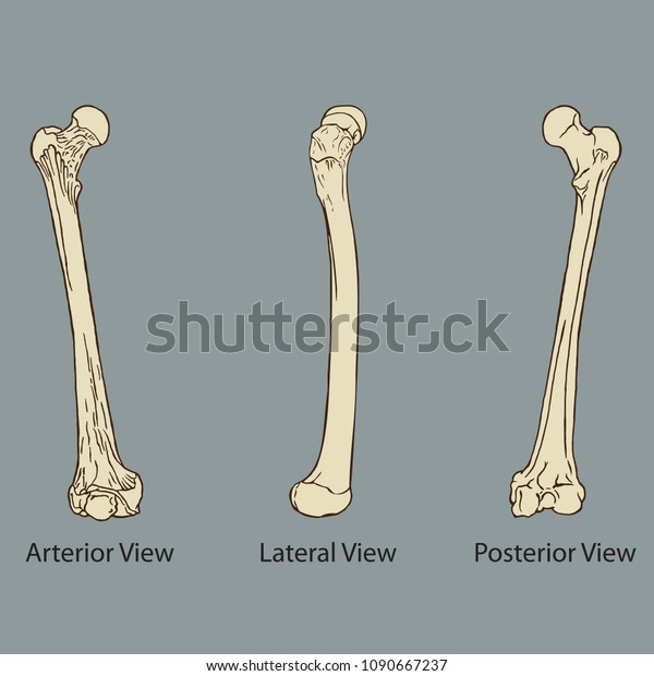 Vector Illustration Thigh Bone Anatomy Medical Stock Vector (Royalty ...