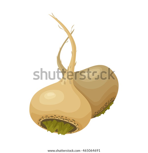 Vector Illustration Two Roots Peruvian Maca Stock Vector (Royalty Free ...