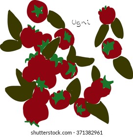 Vector Illustration Ugni Berries Limited Colors Stock Vector (Royalty ...