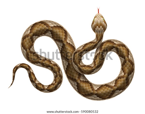 Imagen vectorial de la serpiente víbora aislada en fondo blanco.