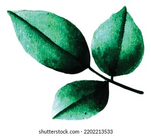 Vector Illustration Watercolor Leaf Stock Vector (Royalty Free ...