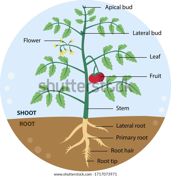 Vector Illustration Whole Tomato Plant Diagram Stock Vector (Royalty ...