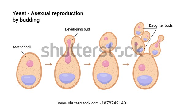 Vector Illustration Yeast Asexual Reproduction By Stock Vector Royalty Free 1878749140