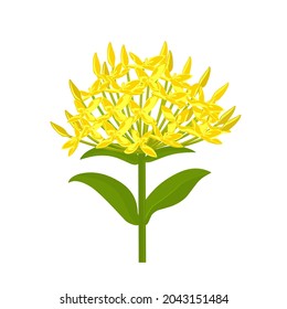 Vector Illustration Yellow Ixora Flower Scientific Stock Vector ...