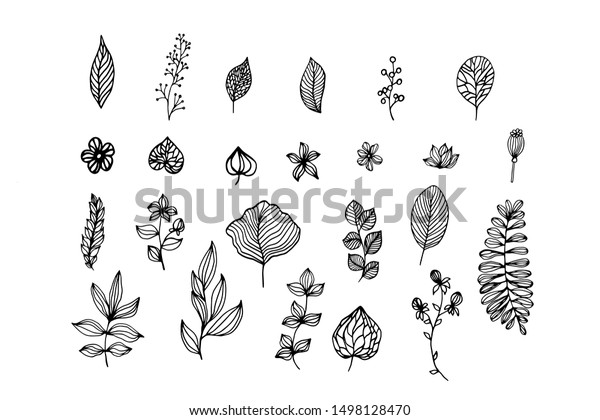 Vector Illustrationwild Flowers Plants Linear Drawing Stock Vector ...