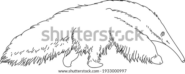 Vector Image Anteater Outline Wild Animals Stock Vector (Royalty Free ...