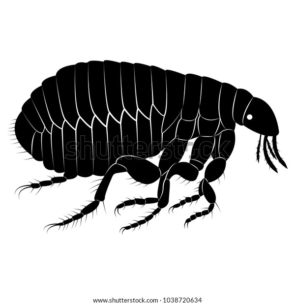 Vector Image Flea Silhouette Stock Vector (Royalty Free) 1038720634 ...