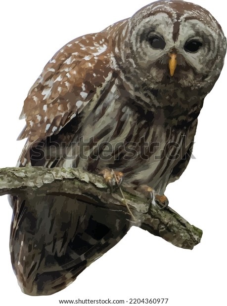 Vector Image Isolated Barred Owl Strix Stock Vector (Royalty Free ...