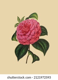 634 Botanical Reference Images, Stock Photos & Vectors | Shutterstock