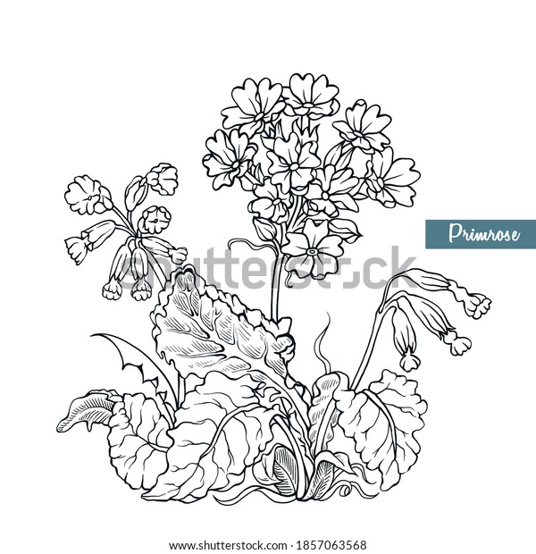 Vector Image Medical Primrose Plant Outline Stock Vector (Royalty Free ...
