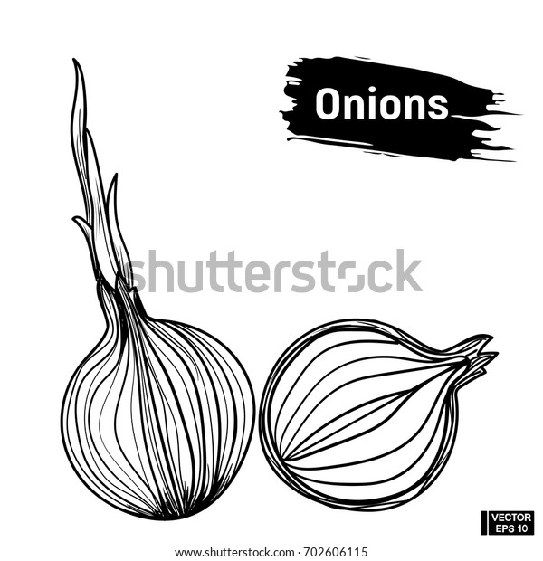 Vector Image Onions Outline Black White Stock Vector (Royalty Free ...