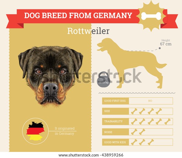 Vector Info Graphic Rottweiler Dog Breed Stock Vector (Royalty Free ...
