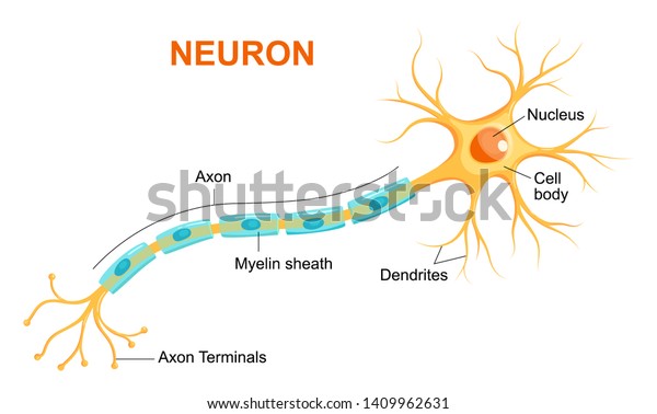 Vector Infographic Neuron Anatomy Axon Myelin Stock Vector (Royalty ...