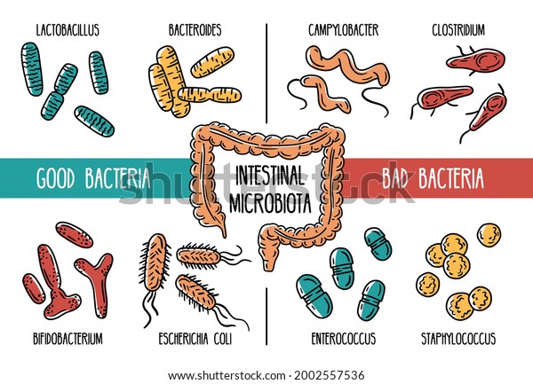 Vector Infographics Human Gut Microbiota Good Stock Vector (Royalty ...