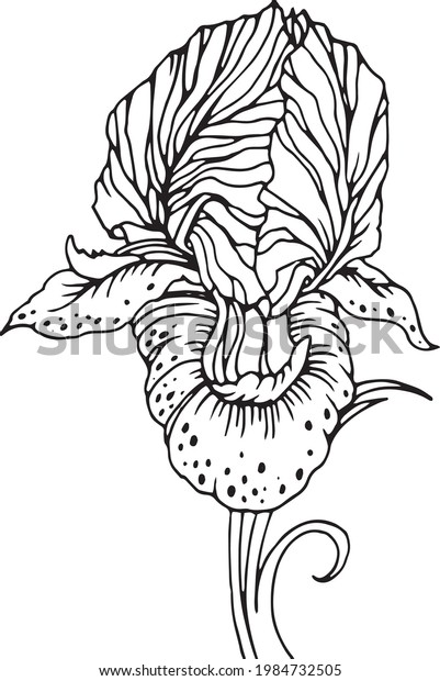 Vector Iris Flower Line Art Linear Stock Vector (Royalty Free ...