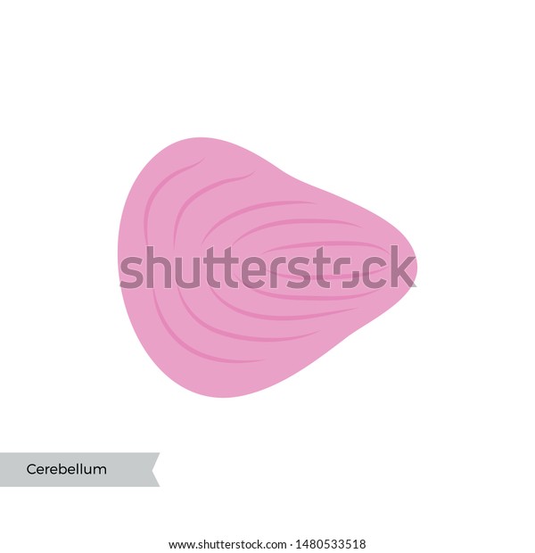 Vector Isolated Illustration Cerebellum Human Brain Stock Vector ...