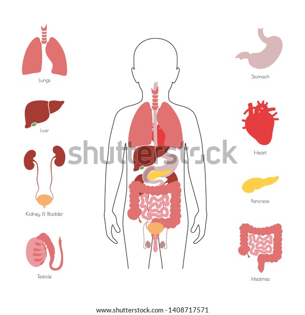 Vector Isolated Illustration Child Internal Organs Stock Vector ...