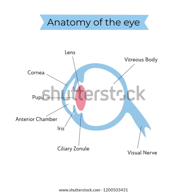 Vector Isolated Illustration Eye Anatomy Human: เวกเตอร์สต็อก (ปลอดค่า ...