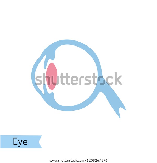 Vector Isolated Illustration Eye Anatomy Human Stock Vector (Royalty ...