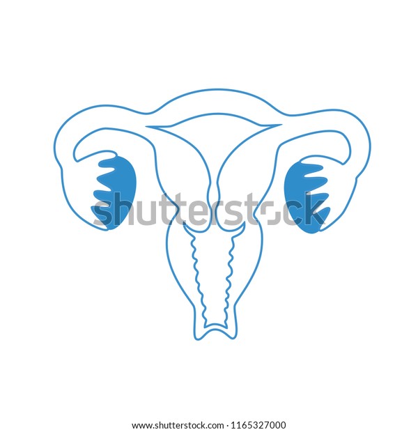 Vector Isolated Illustration Female Reproductive System Stock Vector ...