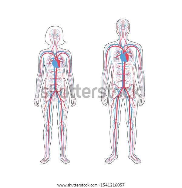 Vector Isolated Illustration Human Arterial Venous Stock Vector ...