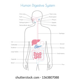 Vector Isolated Illustration Human Digestive System Stock Vector ...