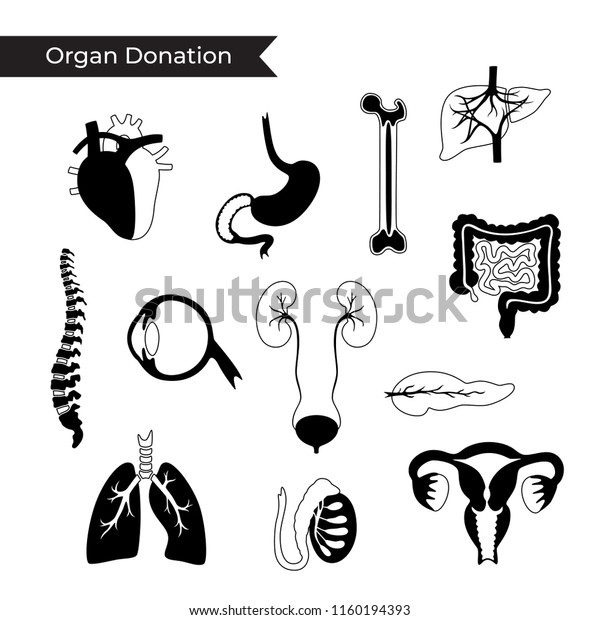 Vector Isolated Illustration Human Organs Transplantation Stock Vector ...