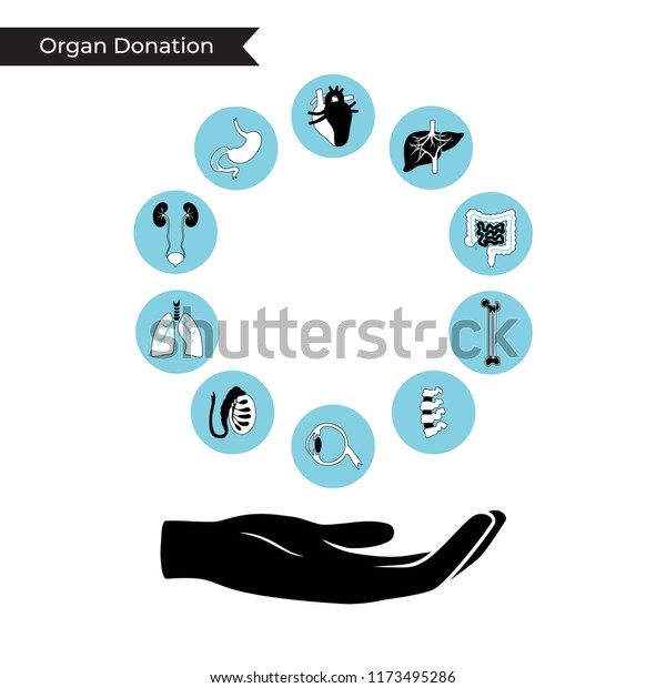 Vector Isolated Illustration Human Organs Transplantation Stock Vector ...