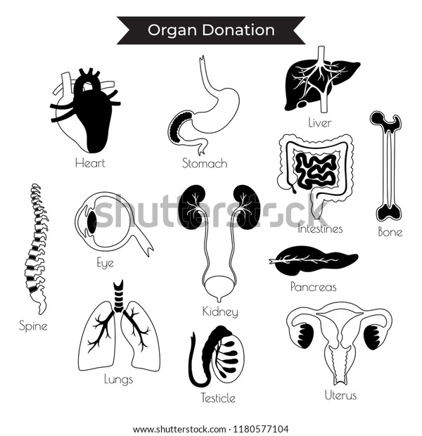 Vector Isolated Illustration Human Organs Transplantation Stock Vector ...
