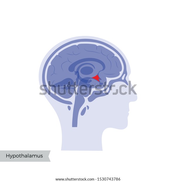 Vector Isolated Illustration Hypothalamus Man Head: vetor stock (livre ...